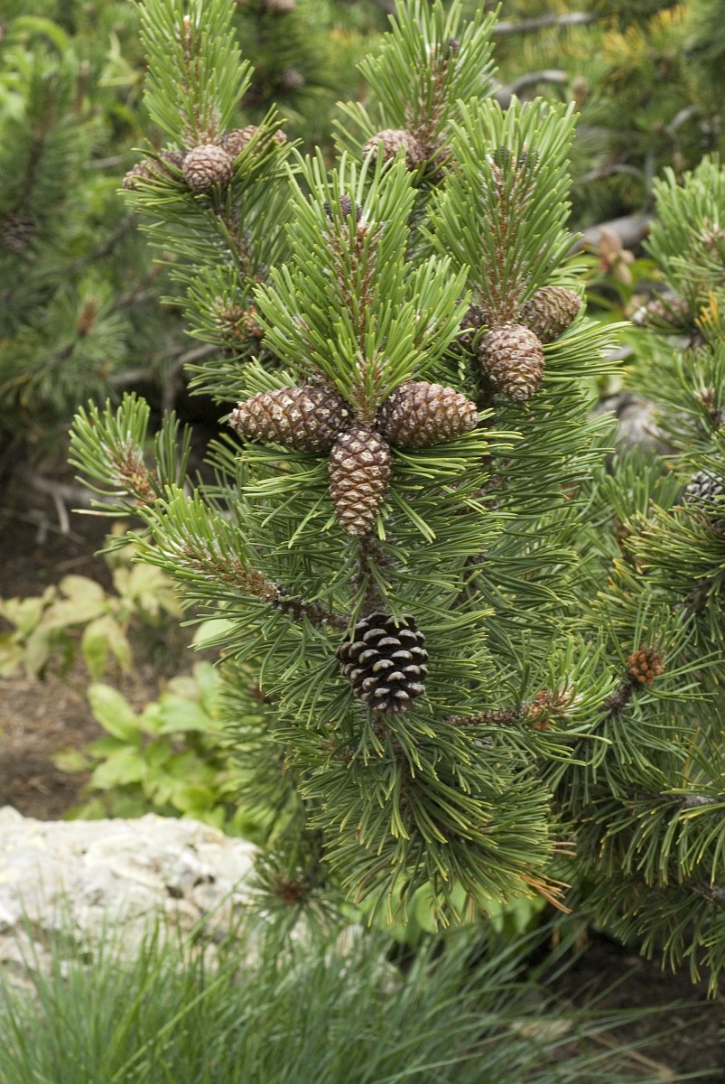 Pinus mugo, Dwarf Mountian-pine