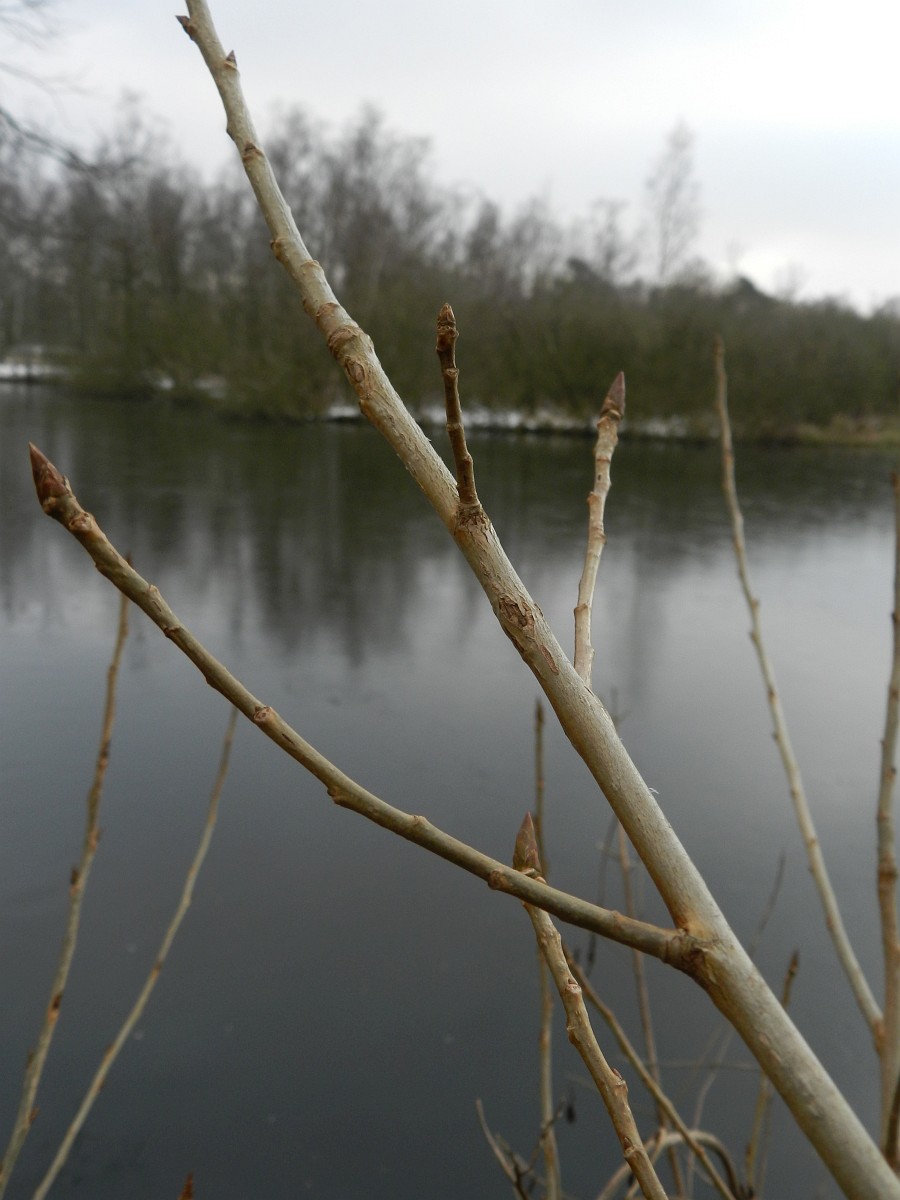 Populus x canadensis, Canadian Poplar