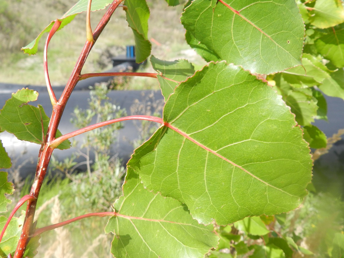 Populus x canadensis, Canadian Poplar