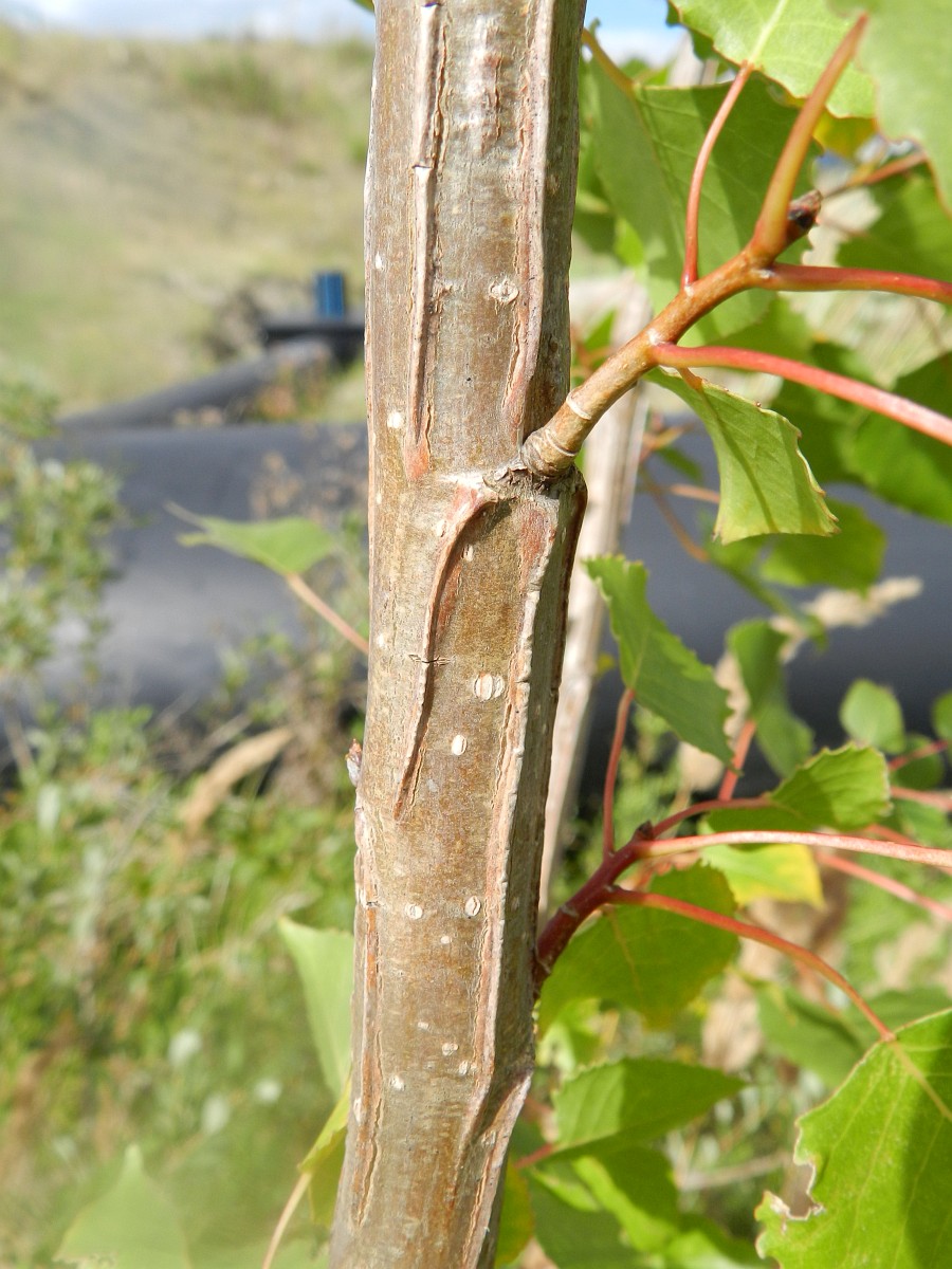 Populus x canadensis, Canadian Poplar