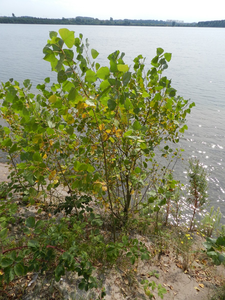 Populus x canadensis, Canadian Poplar