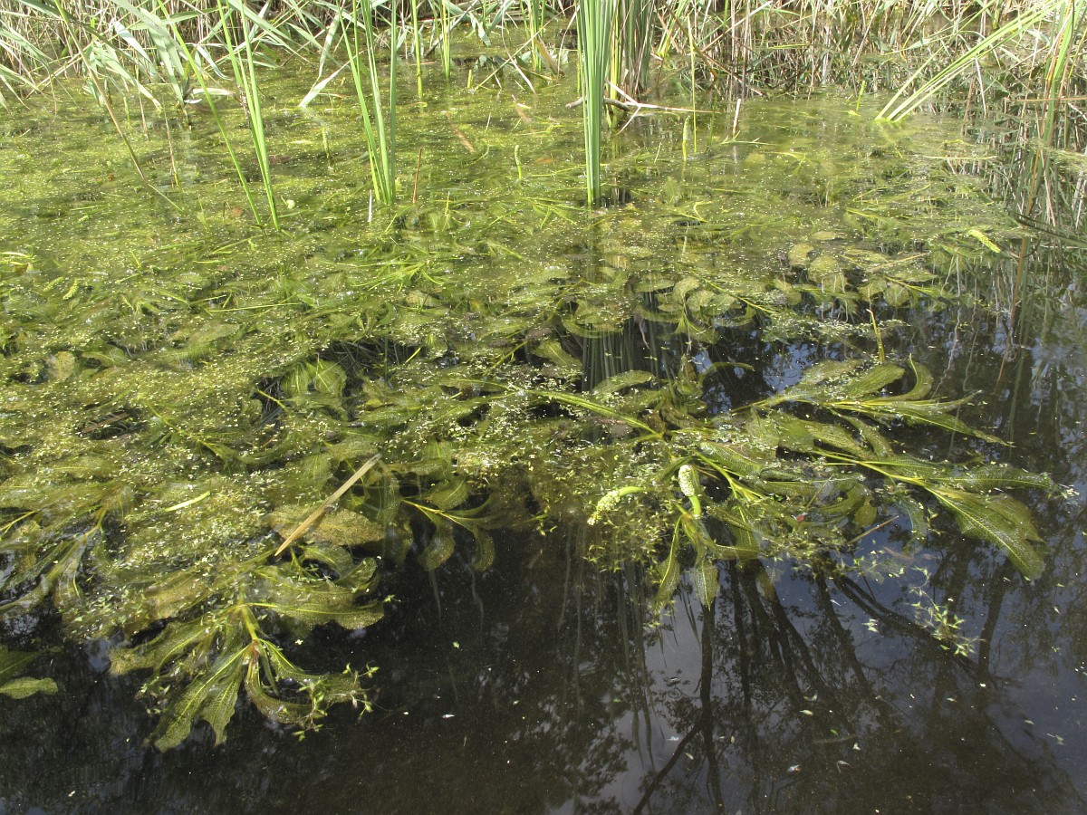 Potamogeton lucens, Shining Pondweed