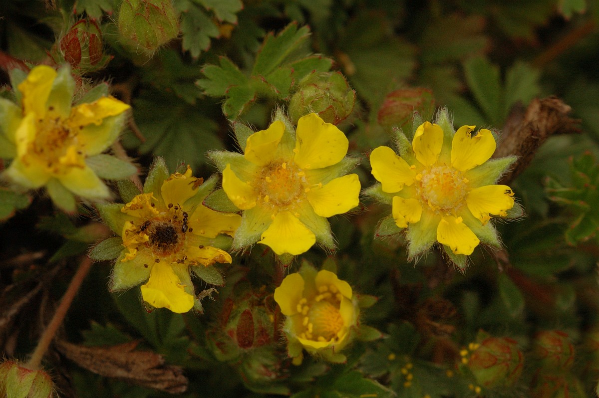 Potentilla neumanniana, Spring Cinquefoil