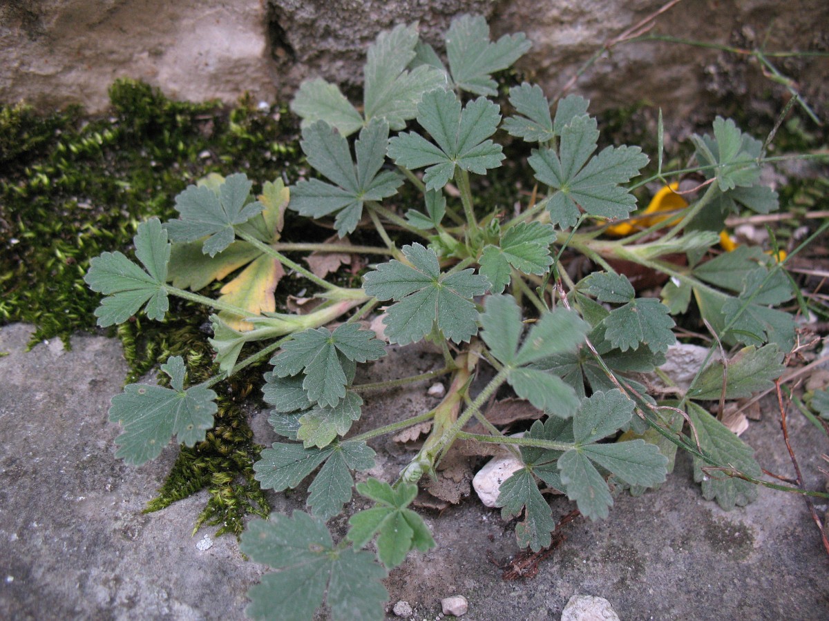 Potentilla neumanniana, Spring Cinquefoil