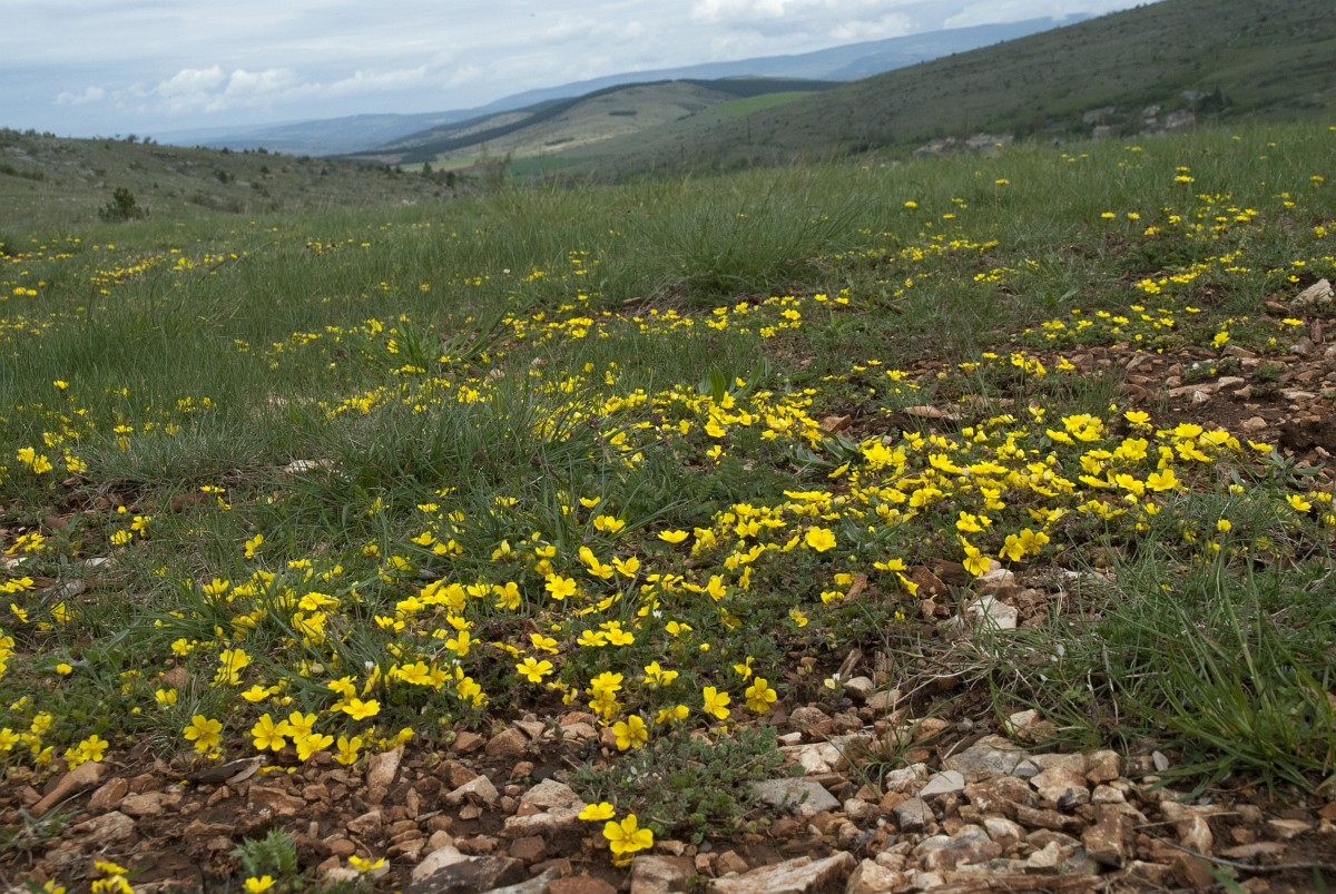 Potentilla neumanniana, Spring Cinquefoil