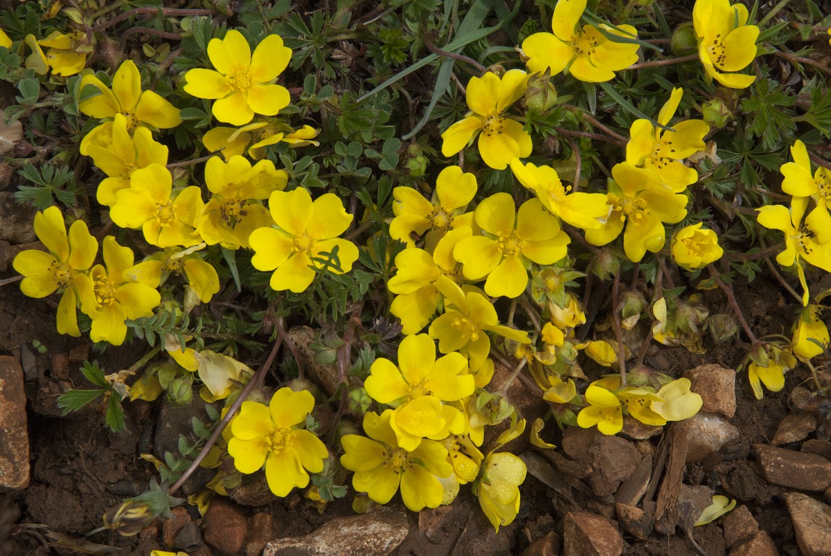 Potentilla neumanniana, Spring Cinquefoil