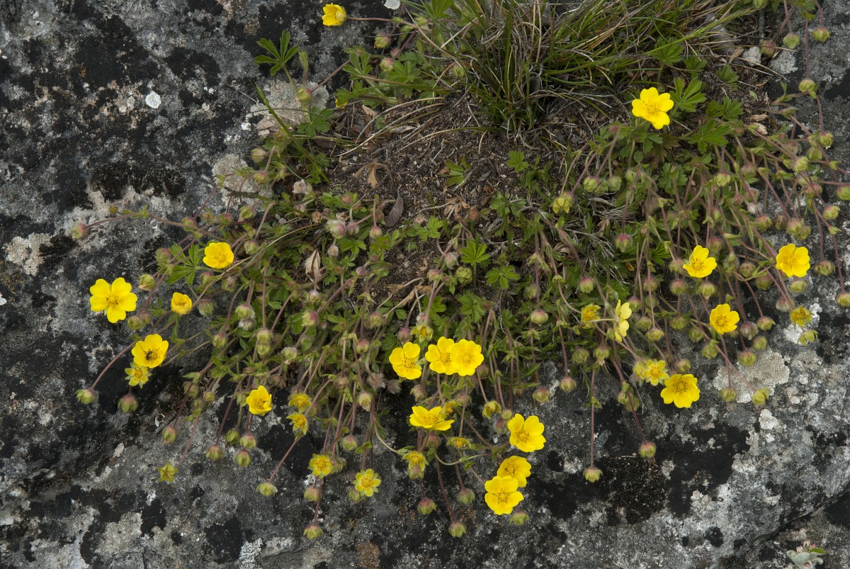 Potentilla neumanniana, Spring Cinquefoil