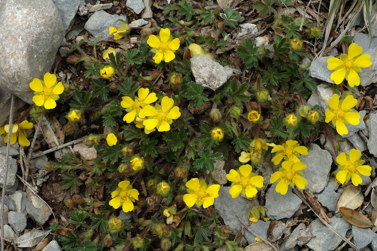Potentilla neumanniana, Spring Cinquefoil