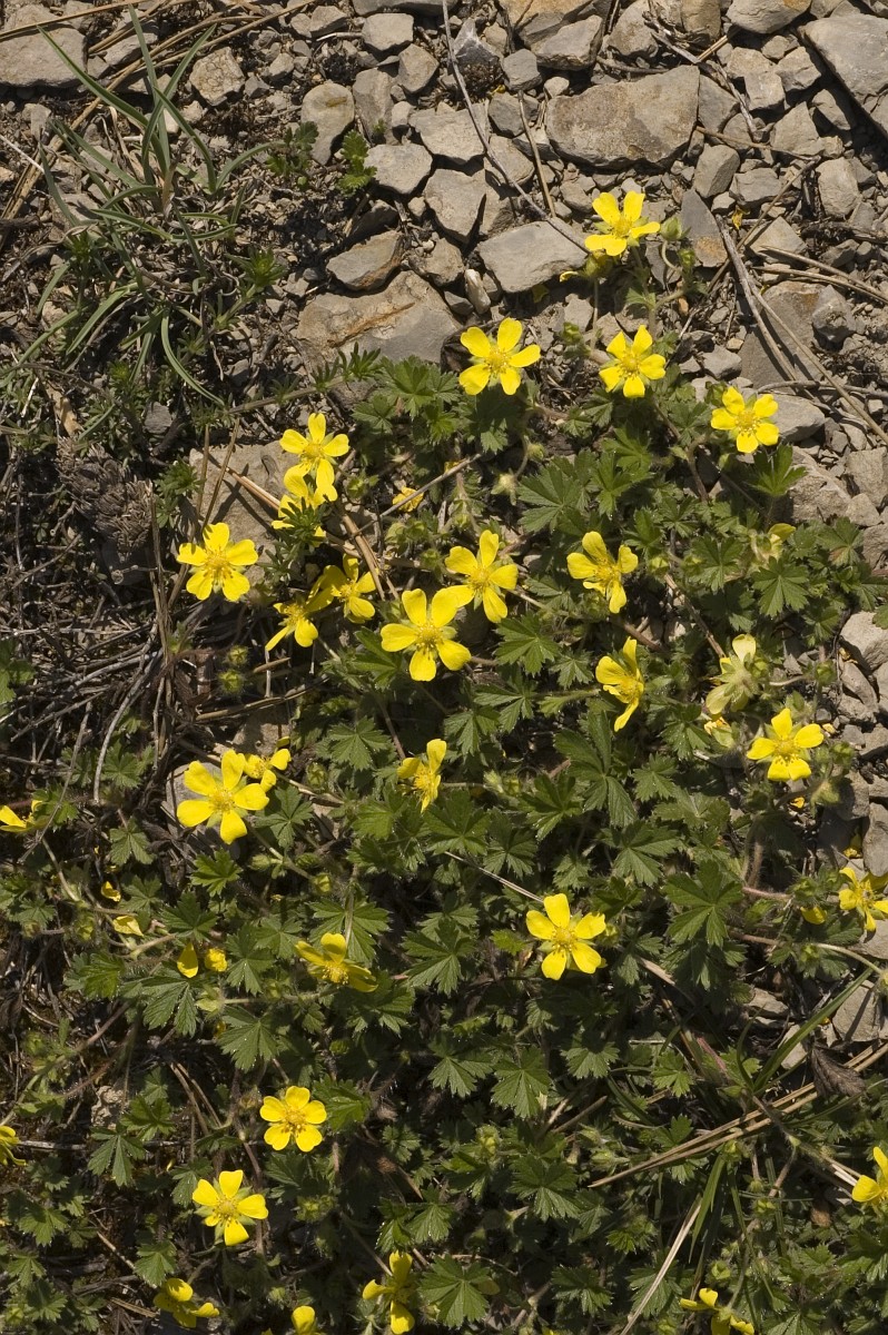Potentilla neumanniana, Spring Cinquefoil