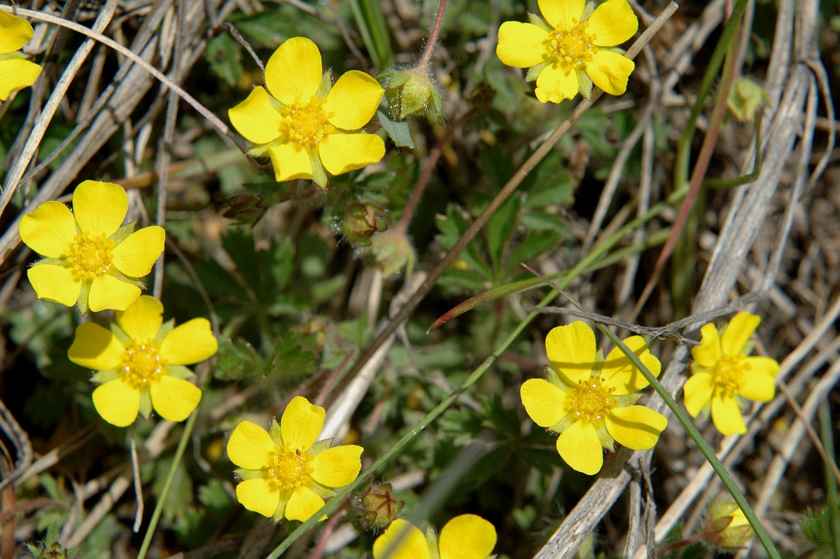 Potentilla neumanniana, Spring Cinquefoil