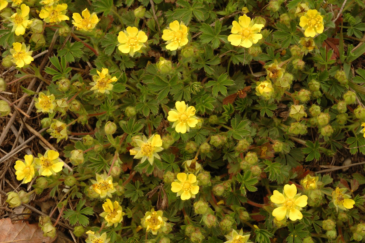 Potentilla neumanniana, Spring Cinquefoil