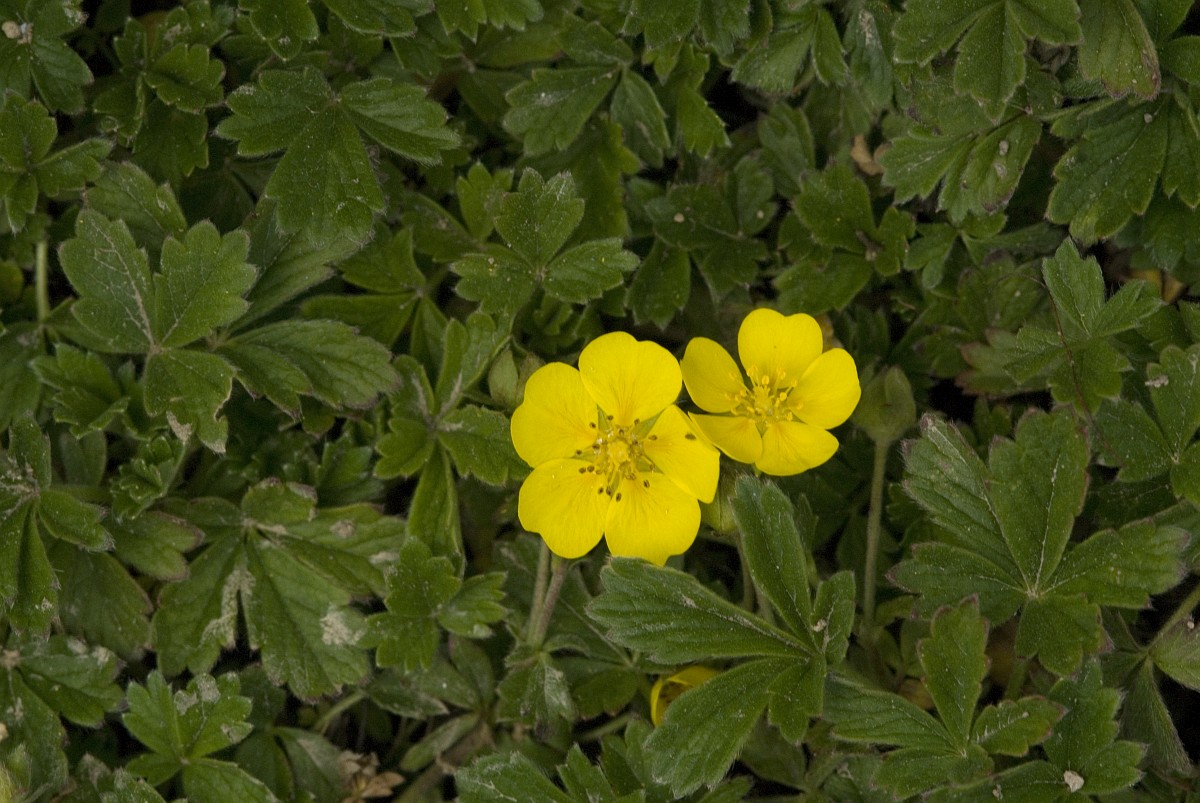 Potentilla neumanniana, Spring Cinquefoil