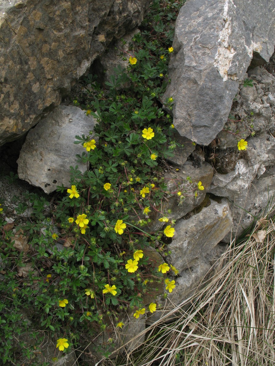 Potentilla neumanniana, Spring Cinquefoil