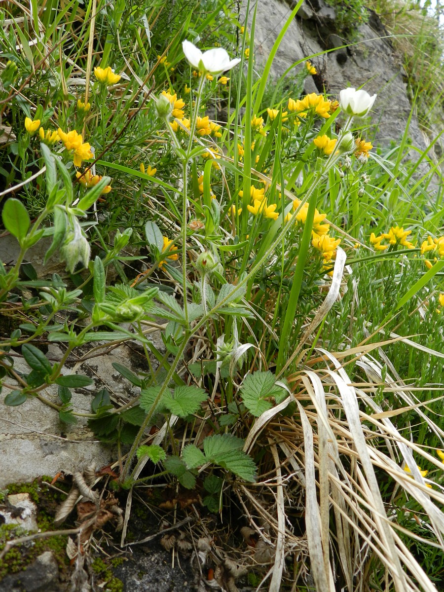Potentilla rupestris, Rock Cinquefoil