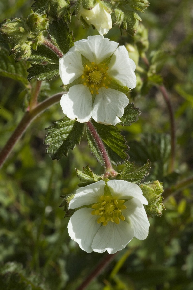 Potentilla rupestris, Rock Cinquefoil