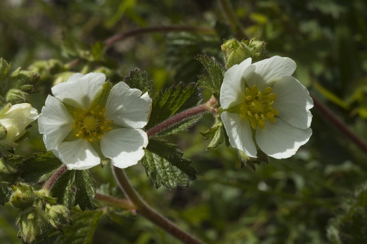 Potentilla rupestris, Rock Cinquefoil