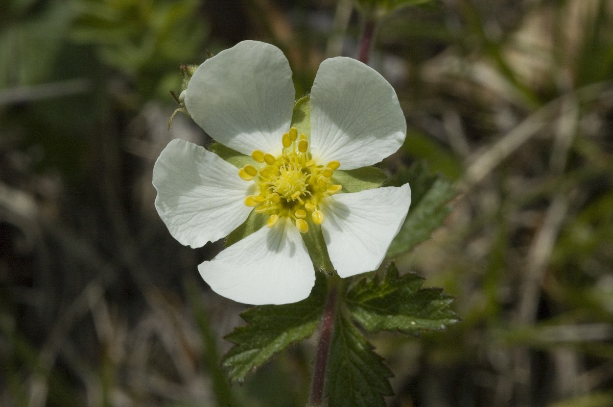 Potentilla rupestris, Rock Cinquefoil