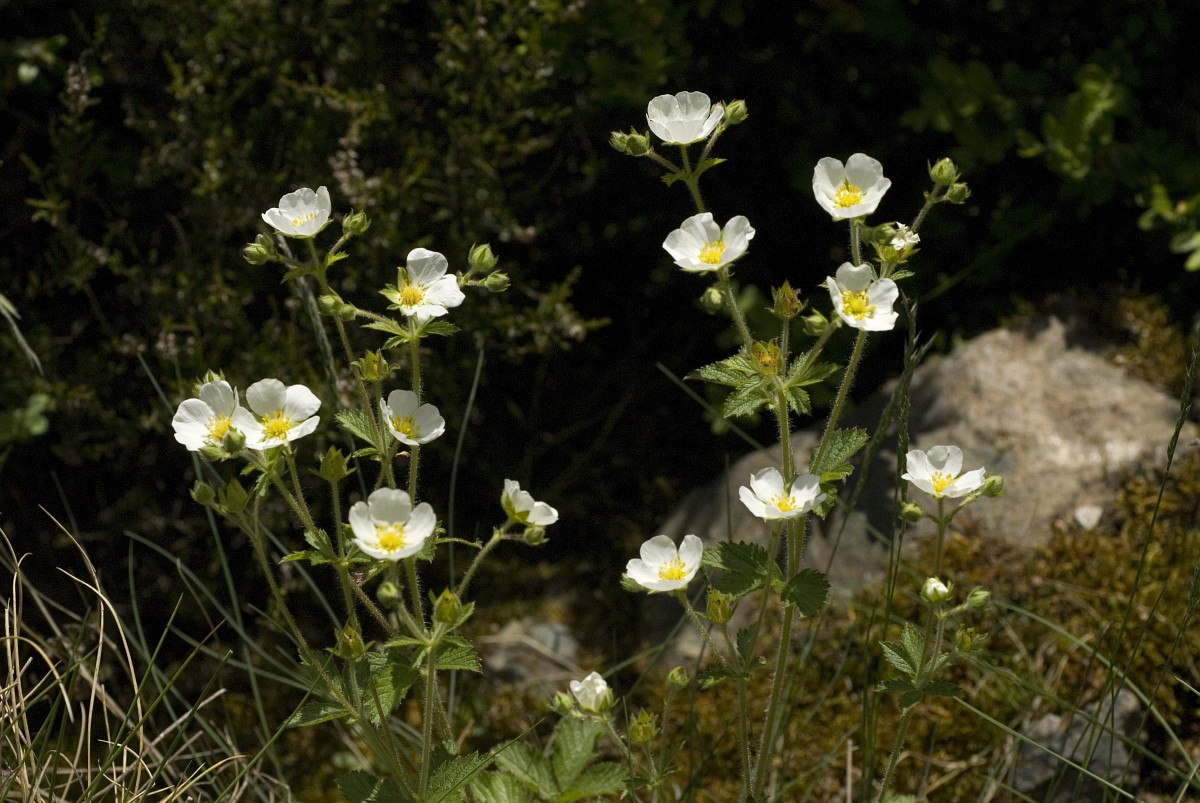 Potentilla rupestris, Rock Cinquefoil