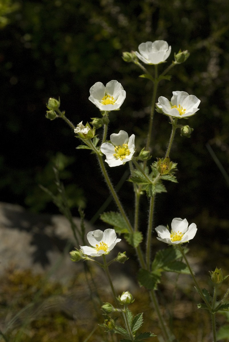 Potentilla rupestris, Rock Cinquefoil