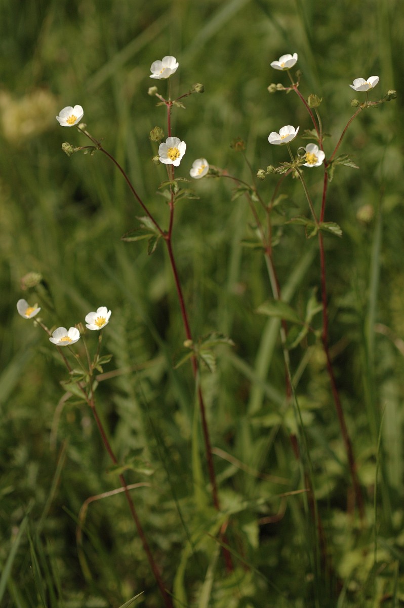 Potentilla rupestris, Rock Cinquefoil