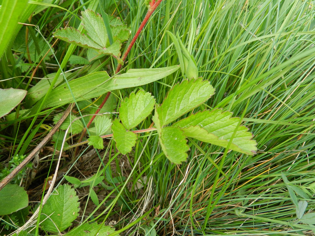 Potentilla rupestris, Rock Cinquefoil