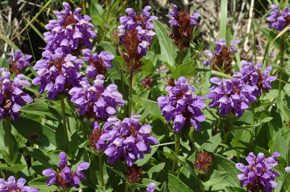 Prunella grandiflora, Large-flowered Self-heal