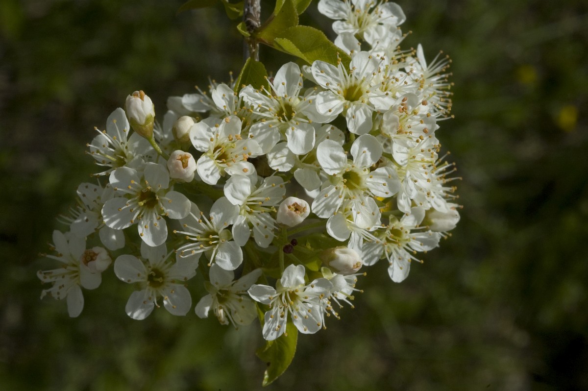 Prunus mahaleb, St Lucie Cherry