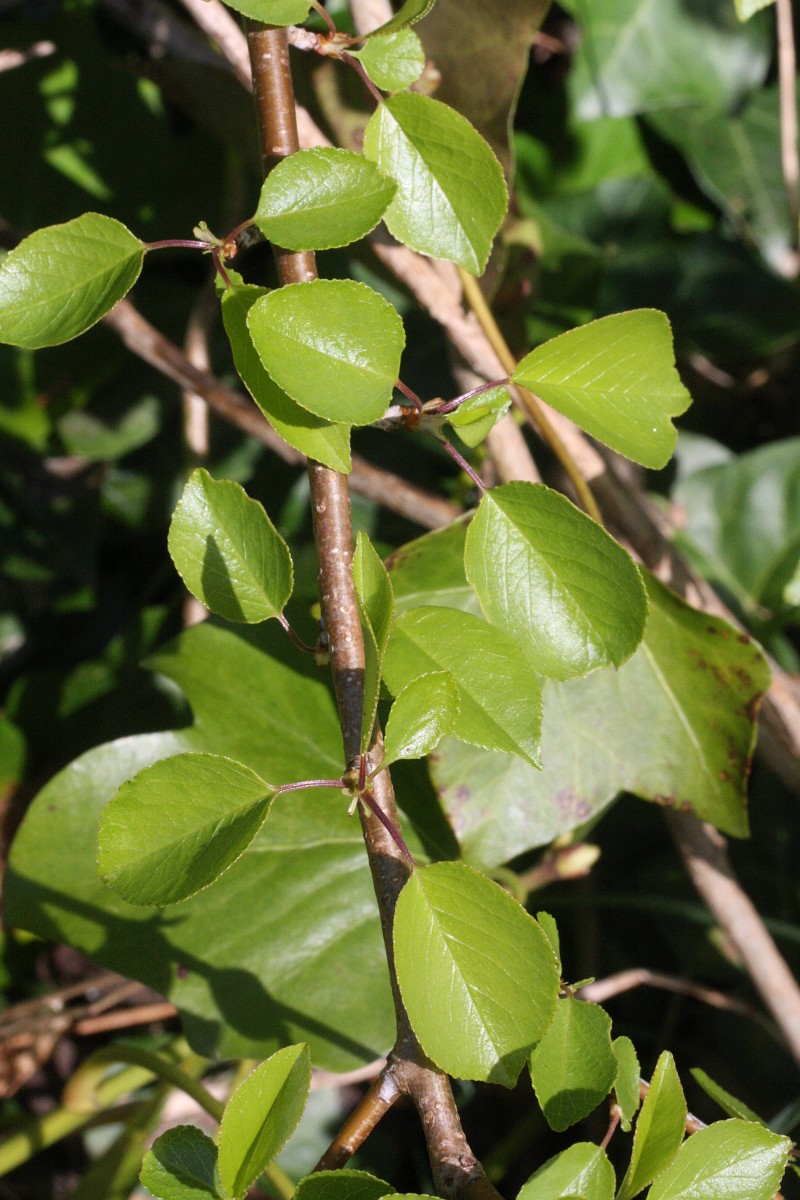 Prunus mahaleb, St Lucie Cherry