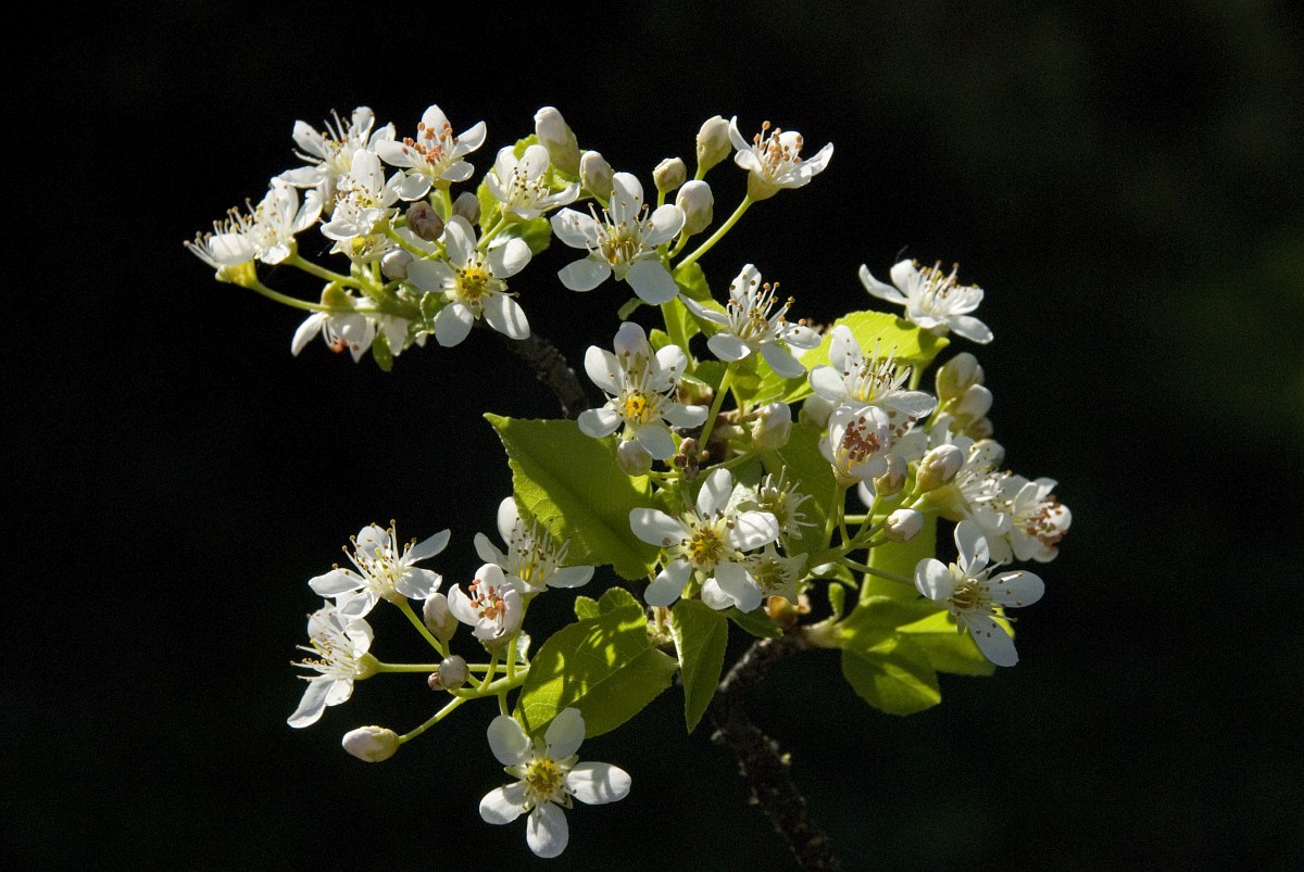 Prunus mahaleb, St Lucie Cherry
