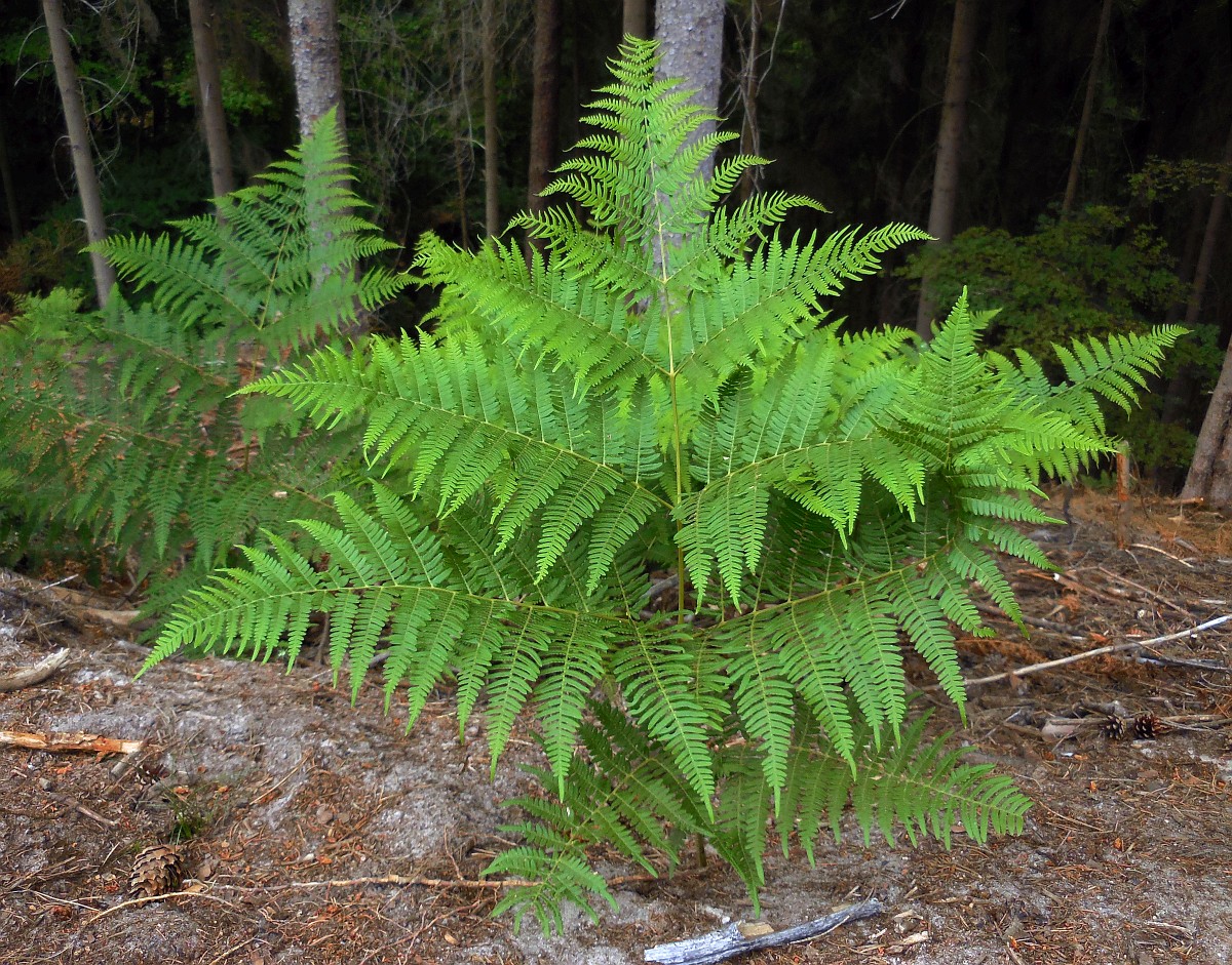 Pteridium aquilinum, Bracken