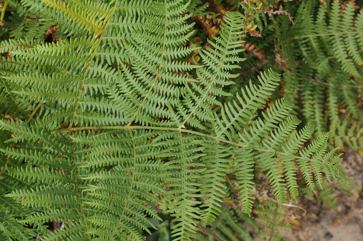 Pteridium aquilinum, Bracken