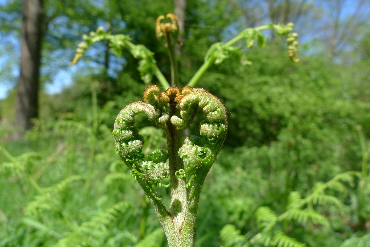 Pteridium aquilinum, Bracken