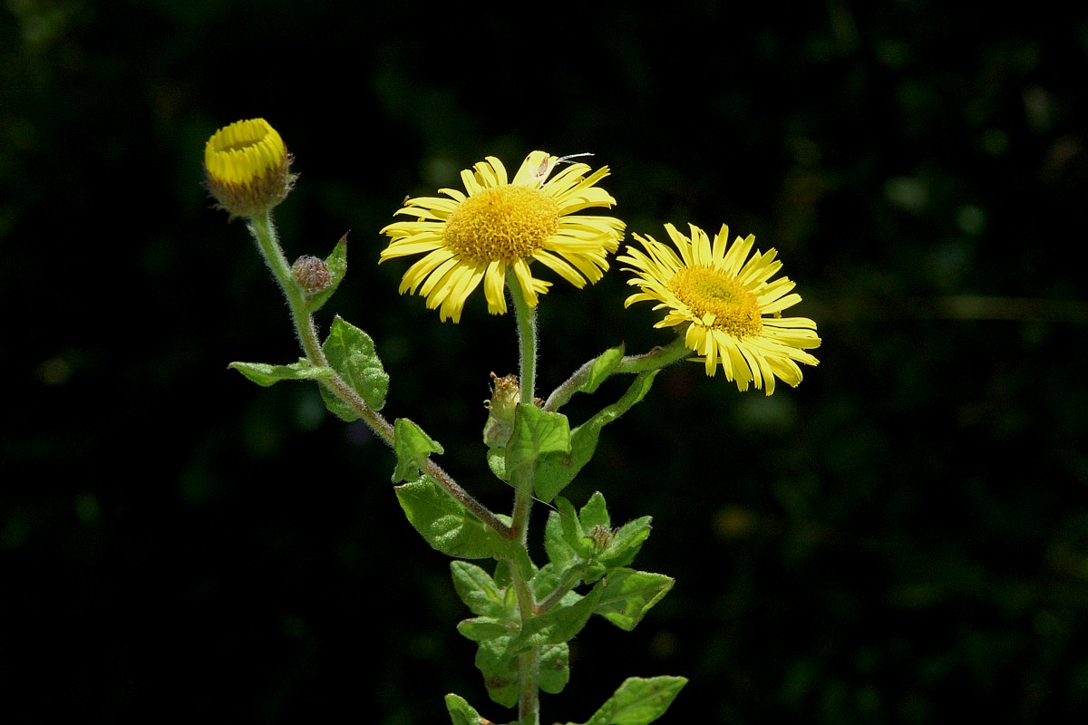 Pulicaria dysenterica, Common Fleabane