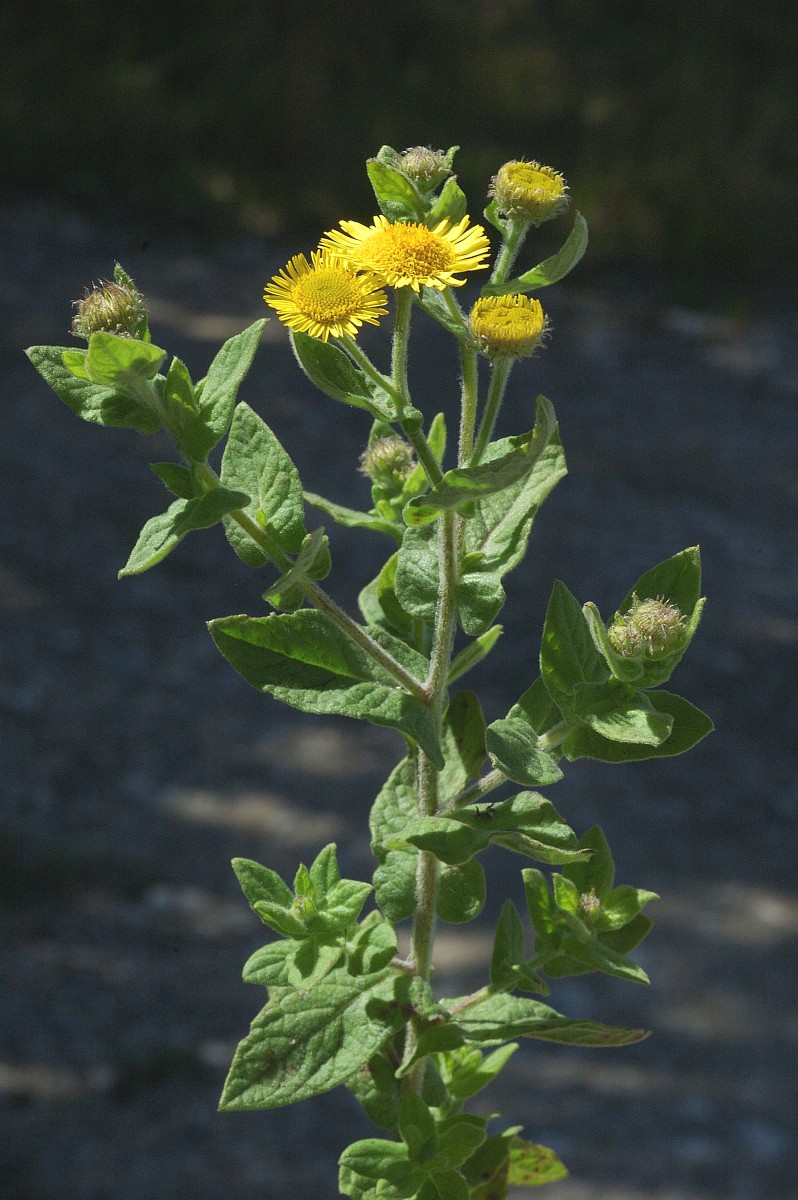 Pulicaria dysenterica, Common Fleabane