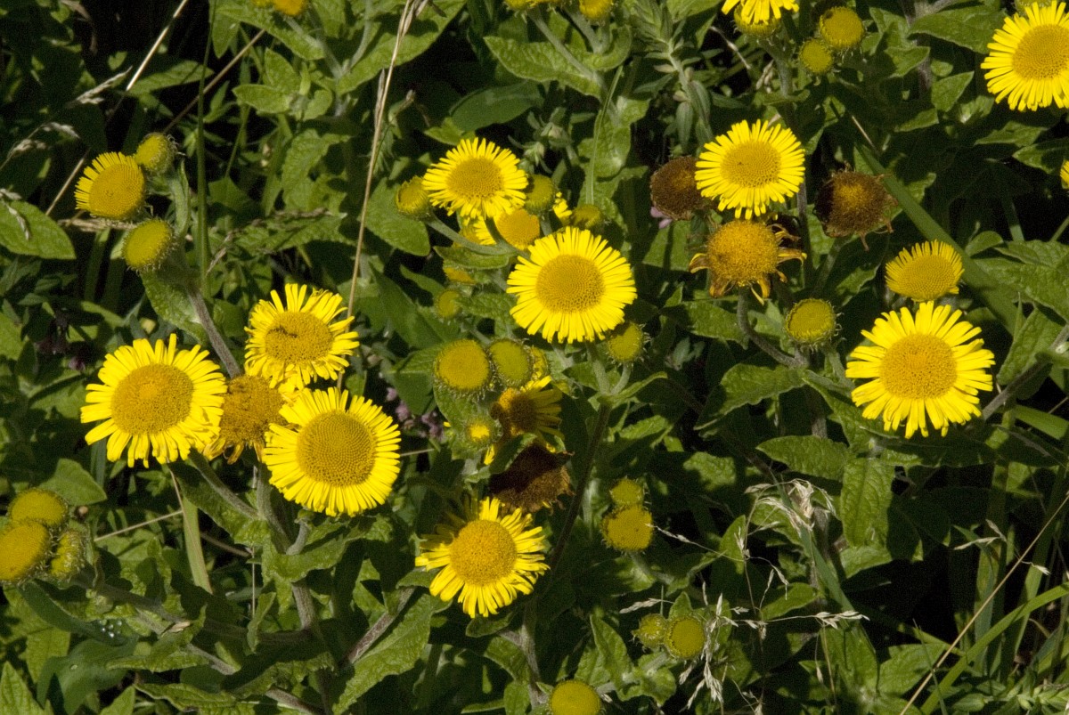 Pulicaria dysenterica, Common Fleabane