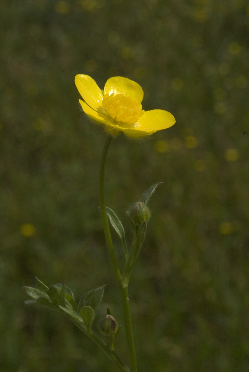 Ranunculus arvensis, Corn Buttercup