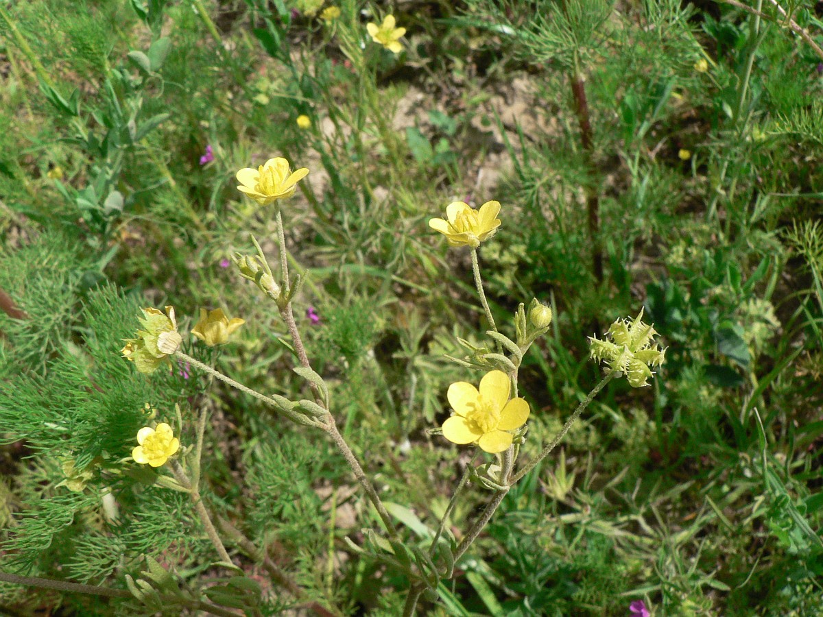 Ranunculus arvensis, Corn Buttercup