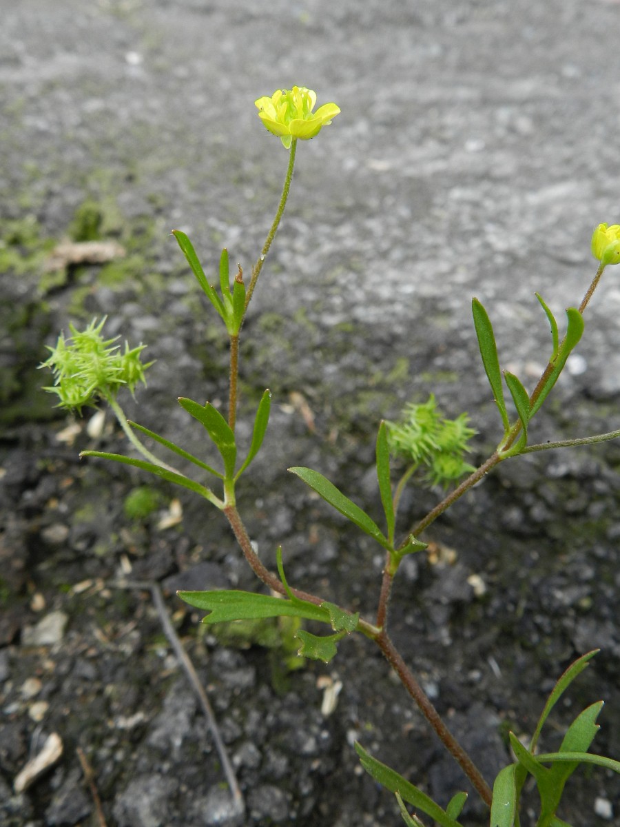 Ranunculus arvensis, Corn Buttercup