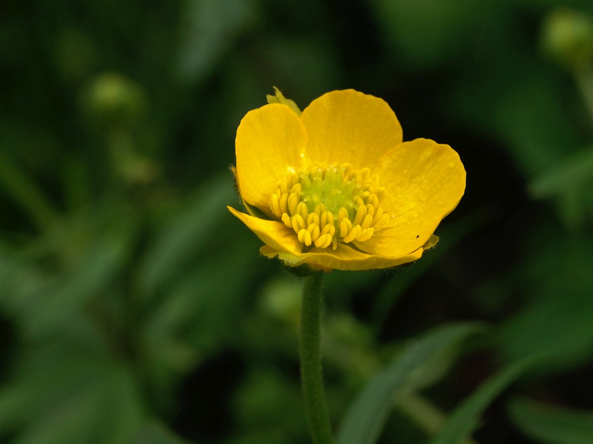 Ranunculus auricomus, Goldilocks Buttercup