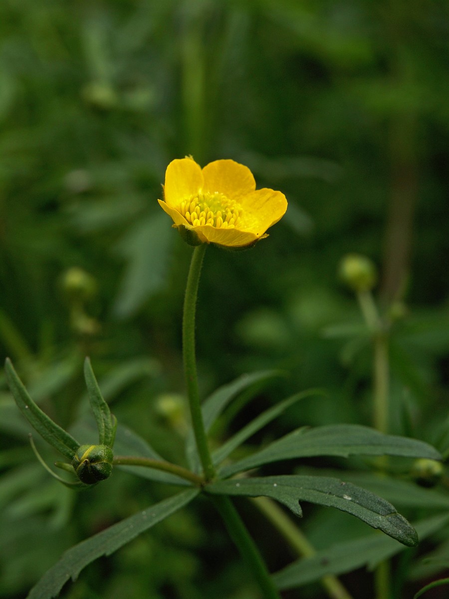 Ranunculus auricomus, Goldilocks Buttercup