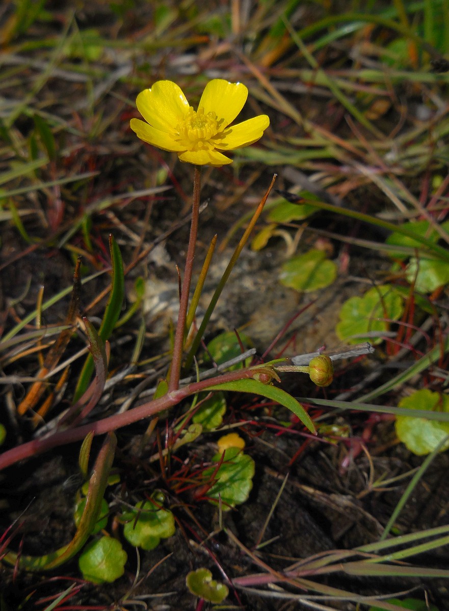 Ranunculus flammula, Lesser Spearwort