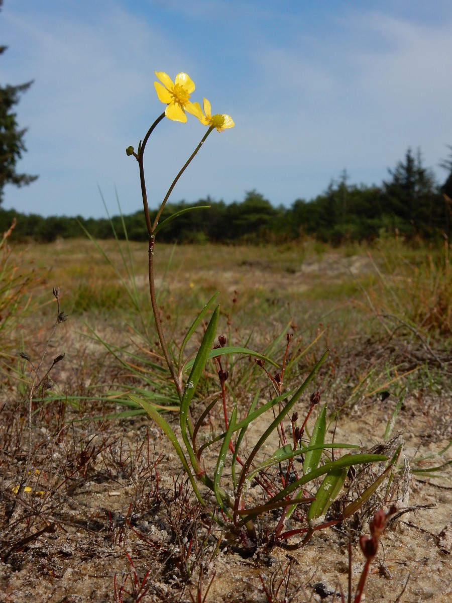Ranunculus flammula, Lesser Spearwort