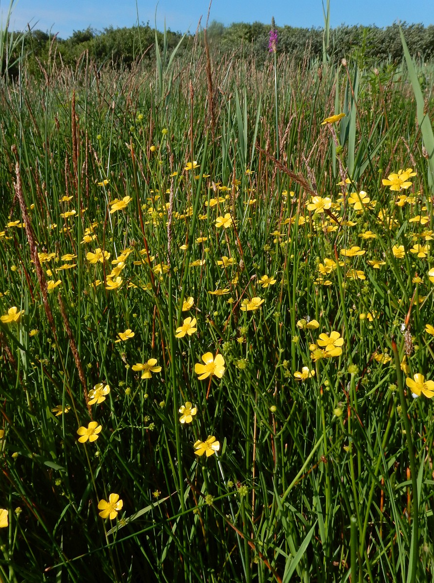 Ranunculus flammula, Lesser Spearwort