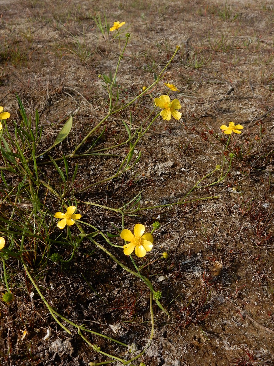 Ranunculus flammula, Lesser Spearwort