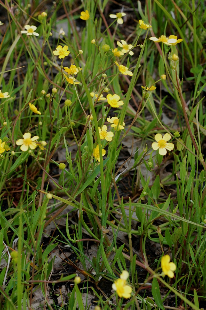 Ranunculus flammula, Lesser Spearwort