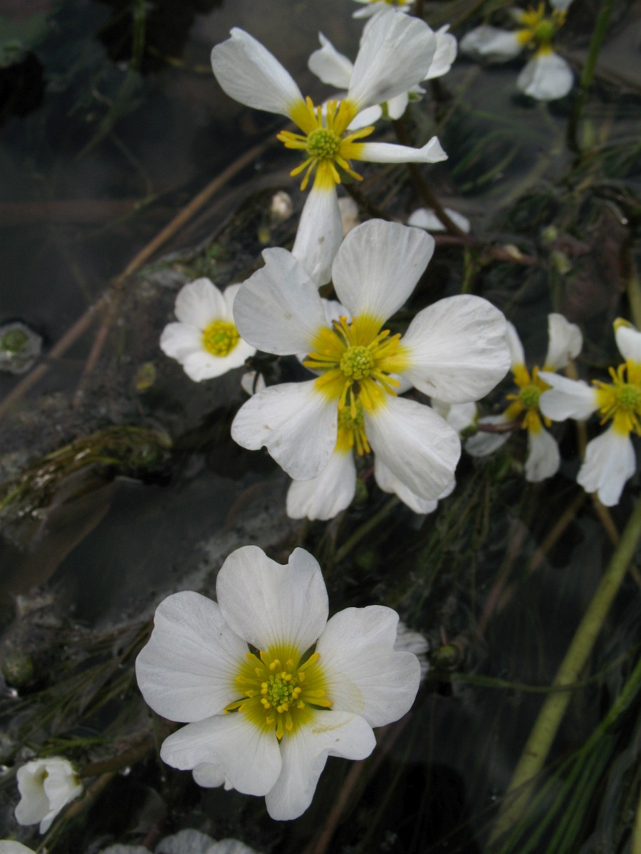 Ranunculus fluitans, River Water Crowfoot