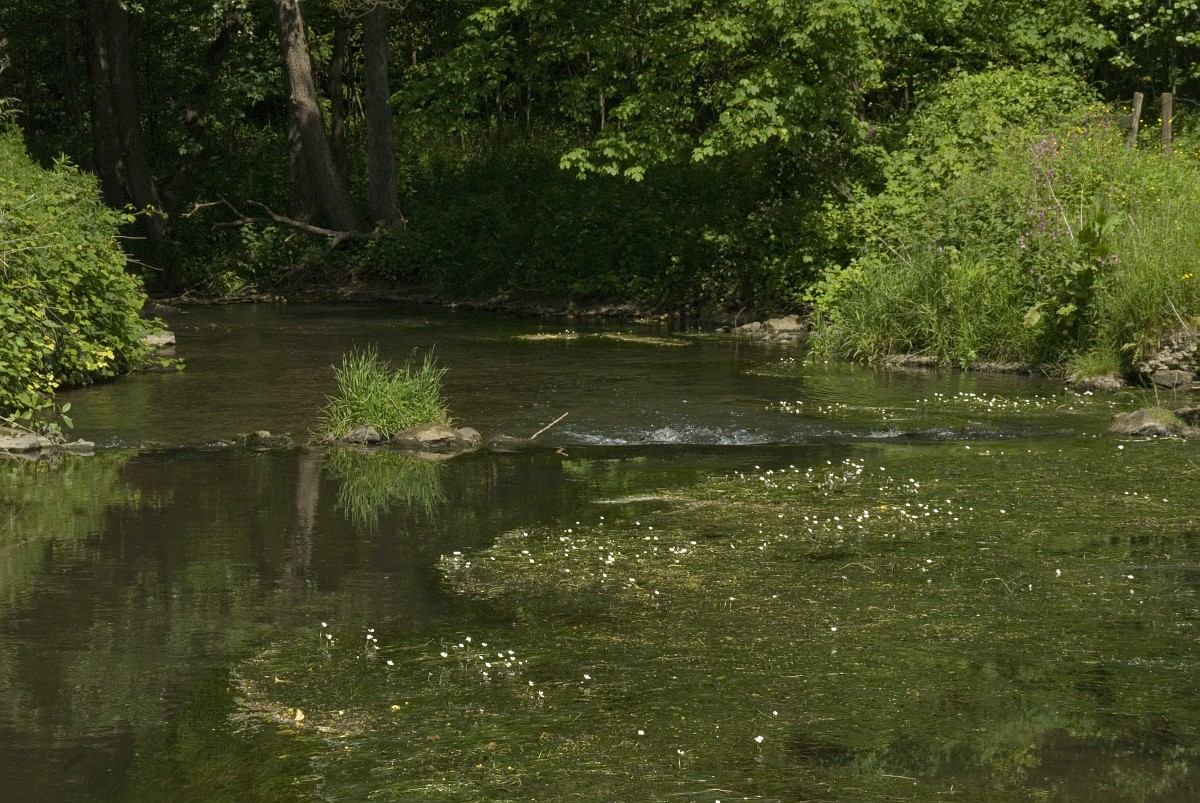 Ranunculus fluitans, River Water Crowfoot