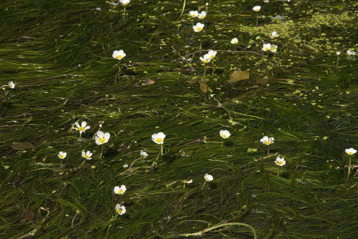 Ranunculus fluitans, River Water Crowfoot