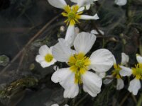 Ranunculus fluitans, River Water Crowfoot