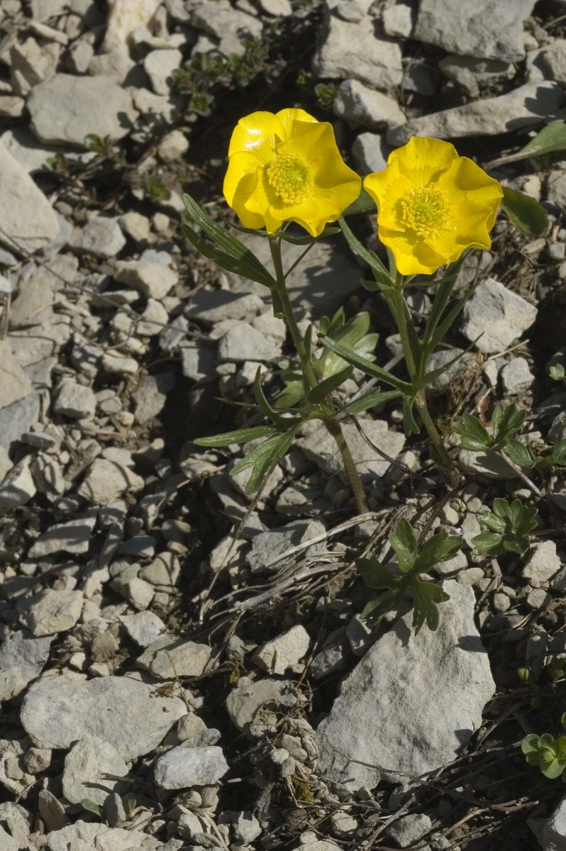 Ranunculus montanus, Mountain Buttercup
